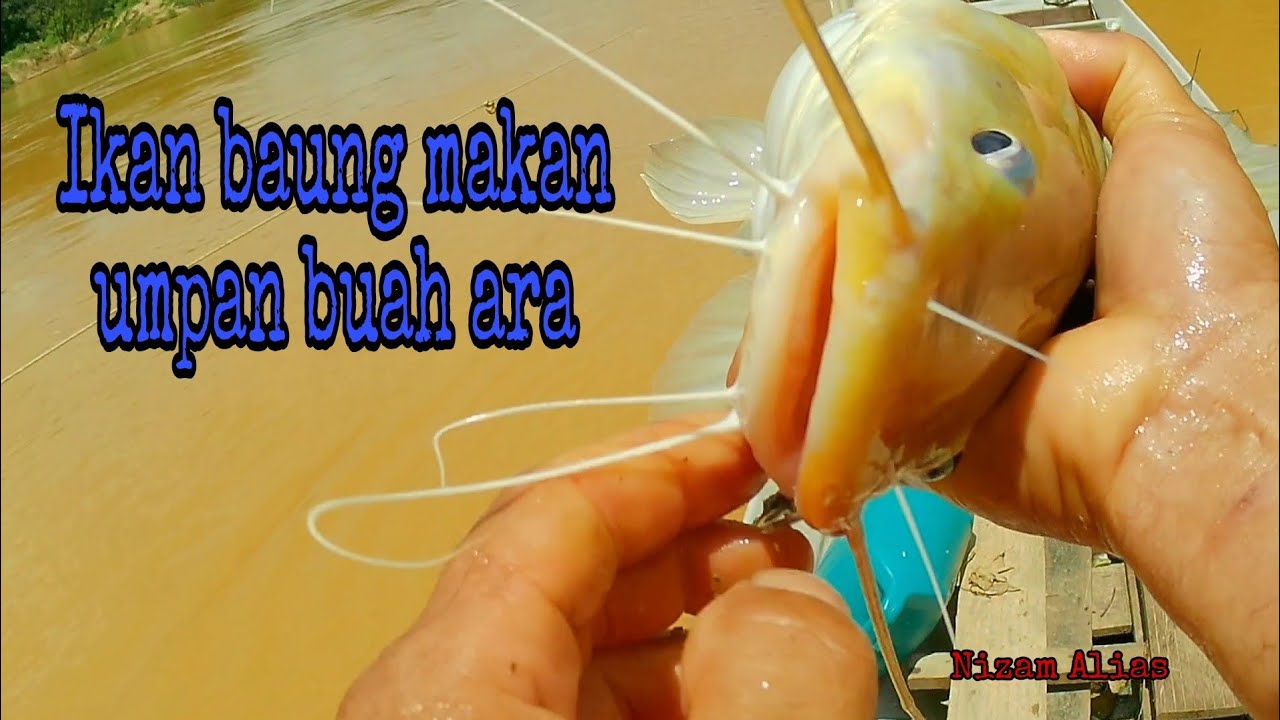 IKAN BAUNG KUNING MAKAN UMPAN BUAH ARA - YouTube
