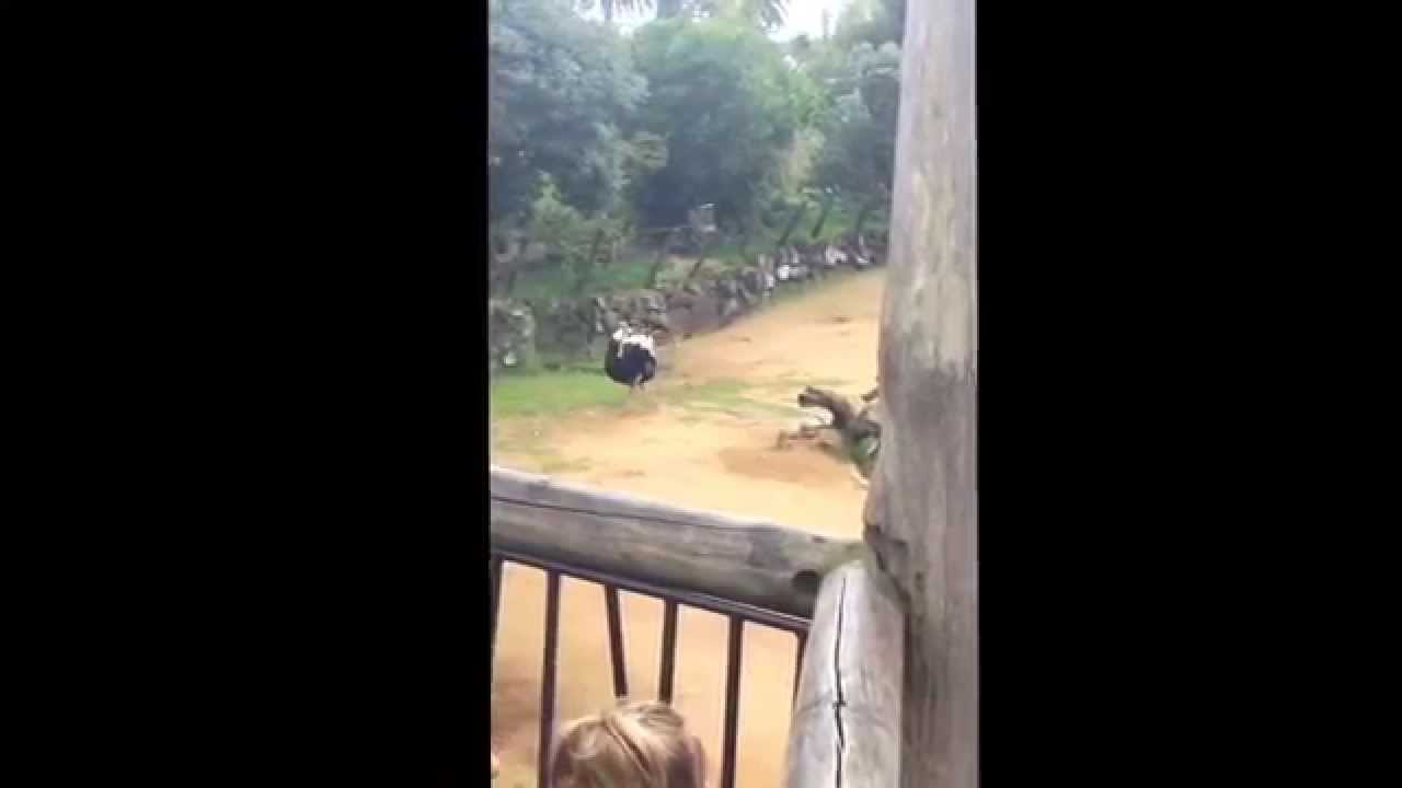 Baby Giraffes chasing Zebra & Ostrich - YouTube