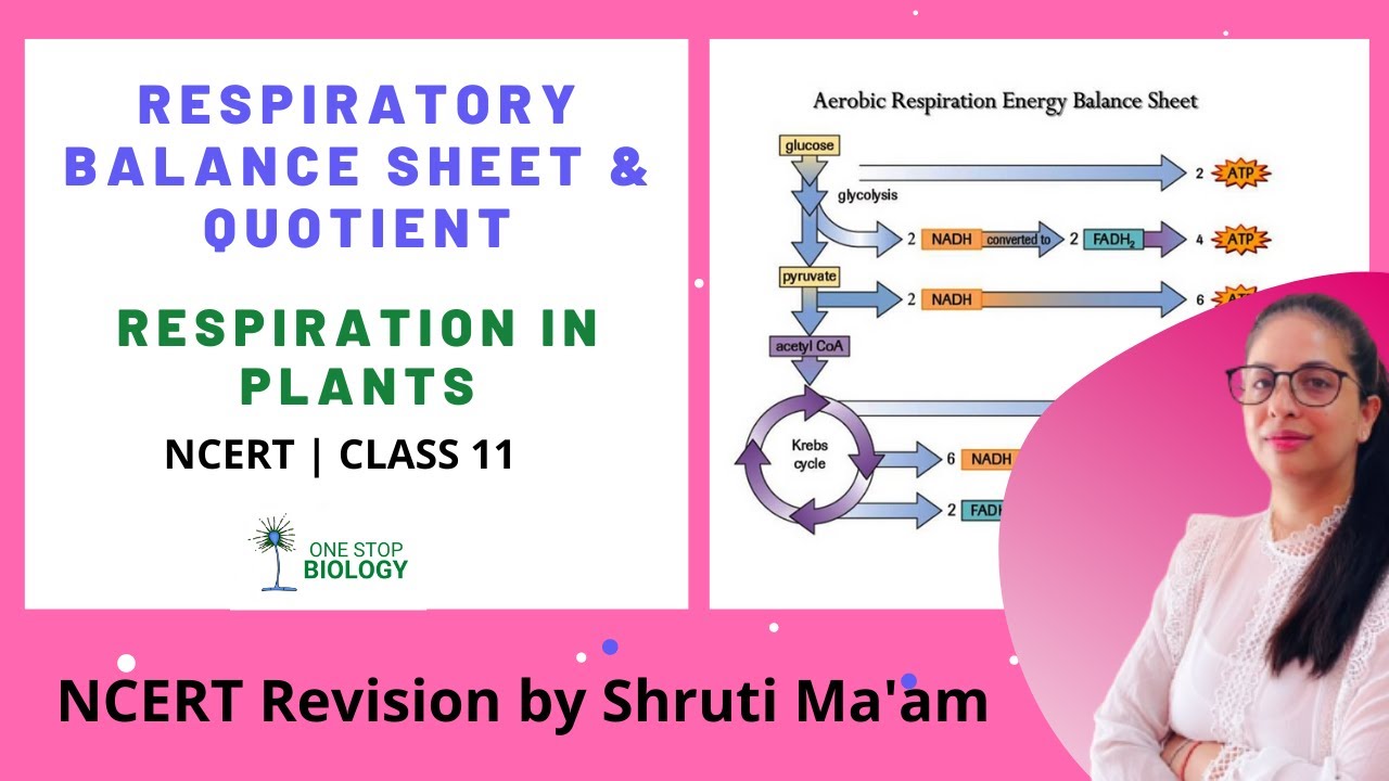 Respiratory Balance Sheet & Quotient | Plant Respiration | One Stop ...