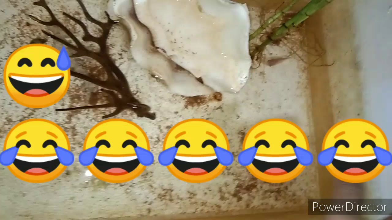 DIY CRAFT | STYRO BOX FOR MY GOLD FISH | HOW TO CARE | GCQ LIFE - YouTube