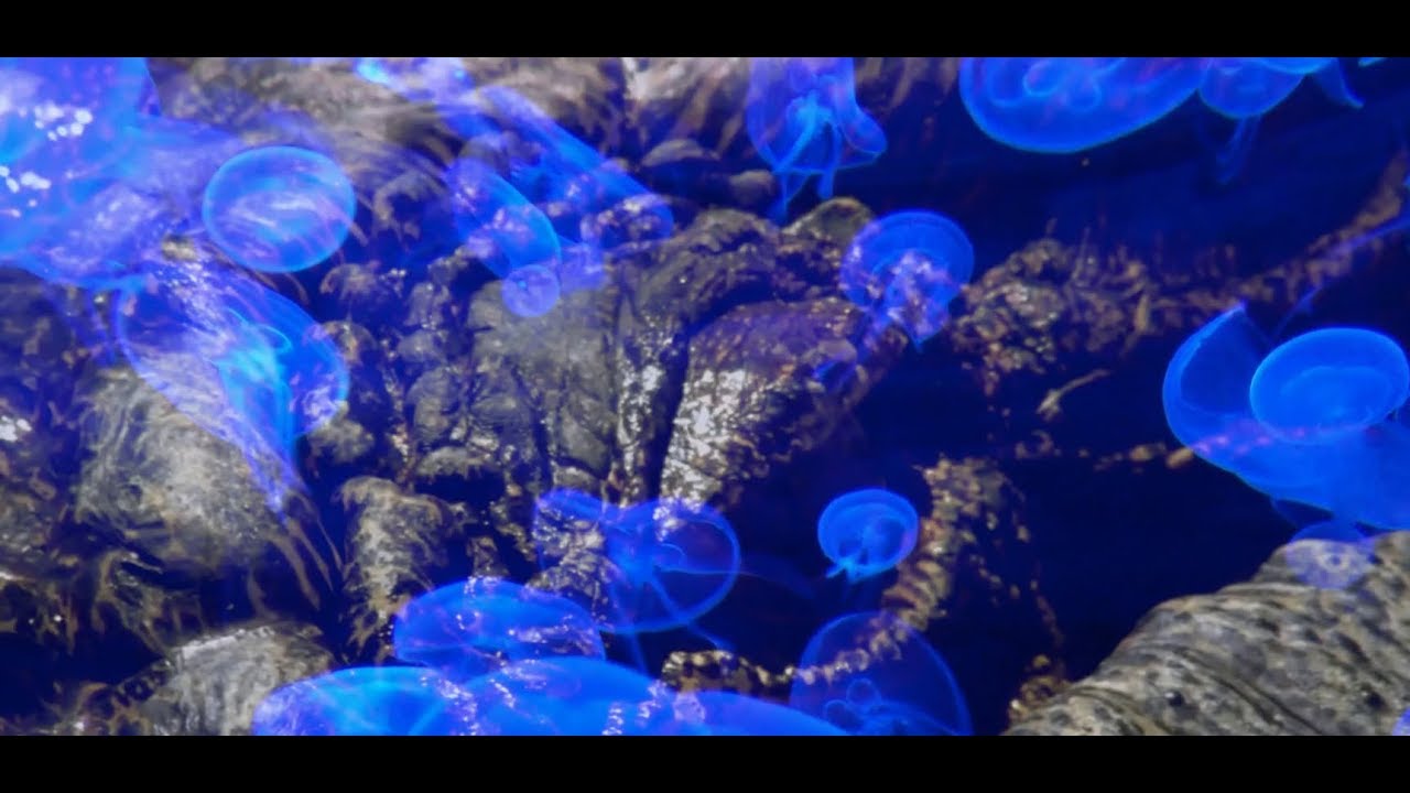 CRIPTIDOS: EL MONSTRUO QUE LLEGO TRAS EL TERREMOTO, GRABAN UNA CRIATURA ...