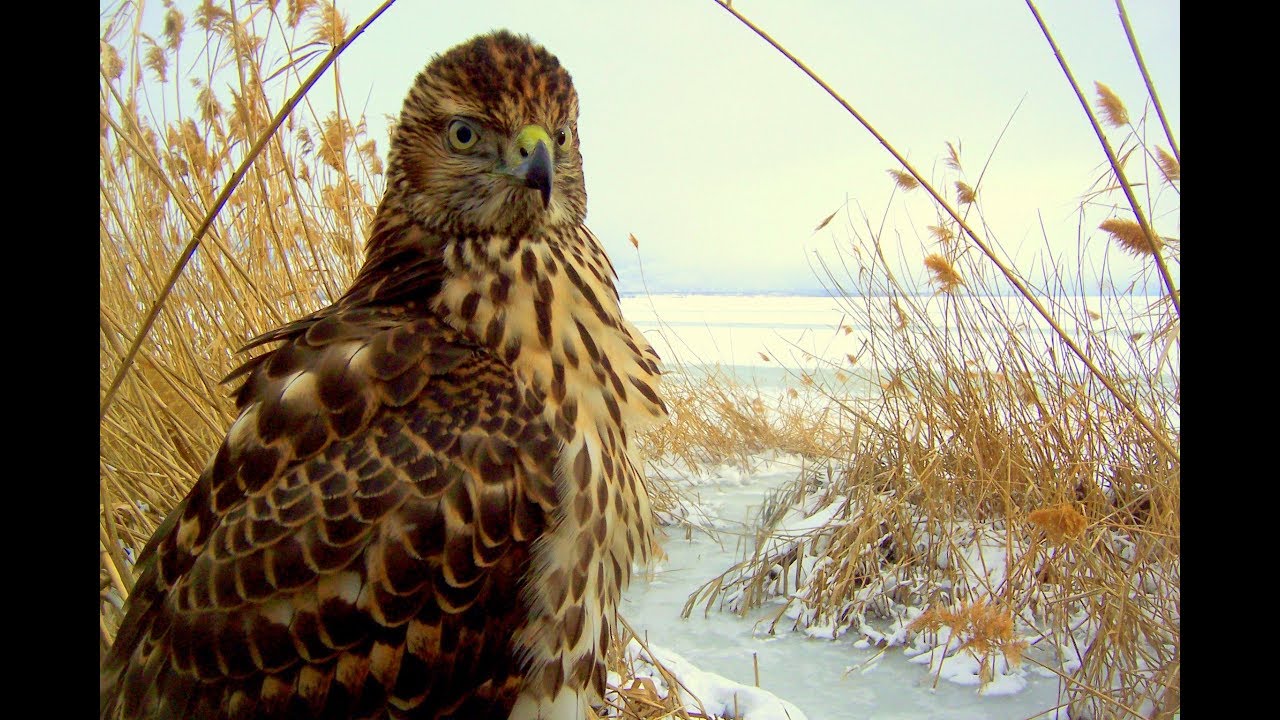 The best hawk trap - YouTube