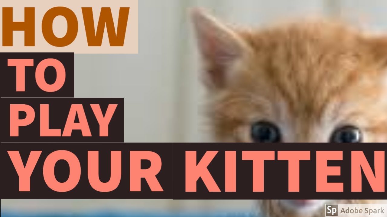 HOW TO PLAY A KITTEN - YouTube