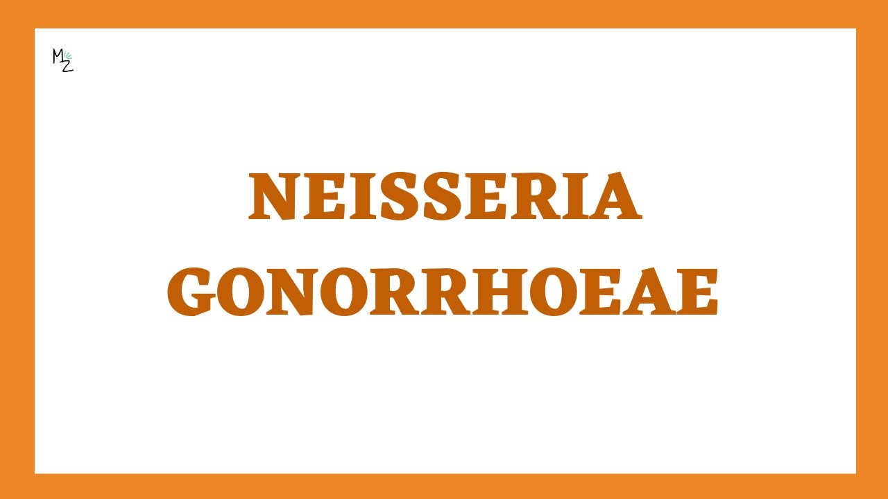 Neisseria gonorrhoeae or Gonococcus | Gram Negative Diplococcus ...