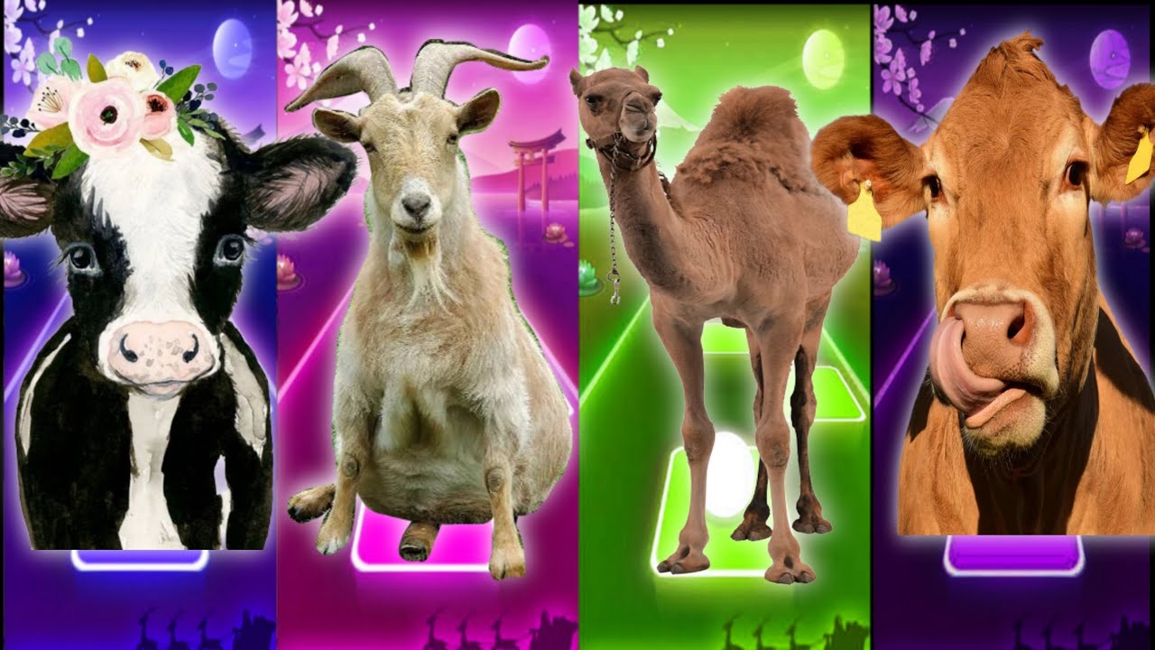 Funny Cows 🐄 VS Funny Goat 🐐 VS Funny Camel 🐫 VS Funny Cows My VS Tiles ...