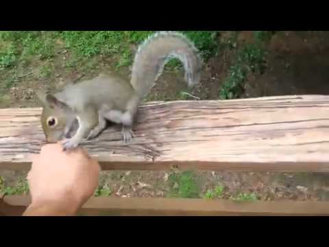 Белка благодарна своему спасителю и не хочет уходить!