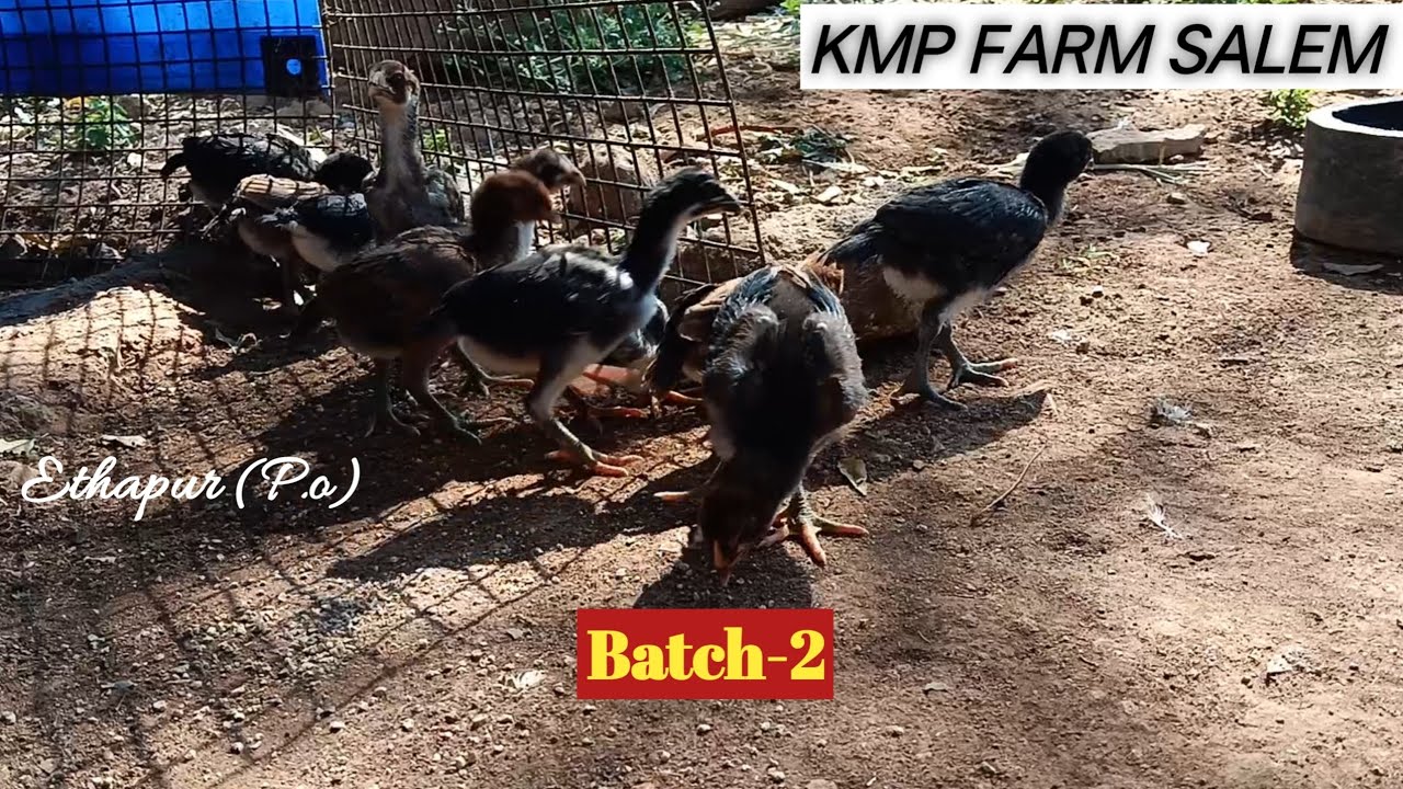 💥 தூய பெருவிடை குஞ்சுகள்🐤 | KMP FARM SALEM _ Ethapur |BATCH-2 |#chicks# ...