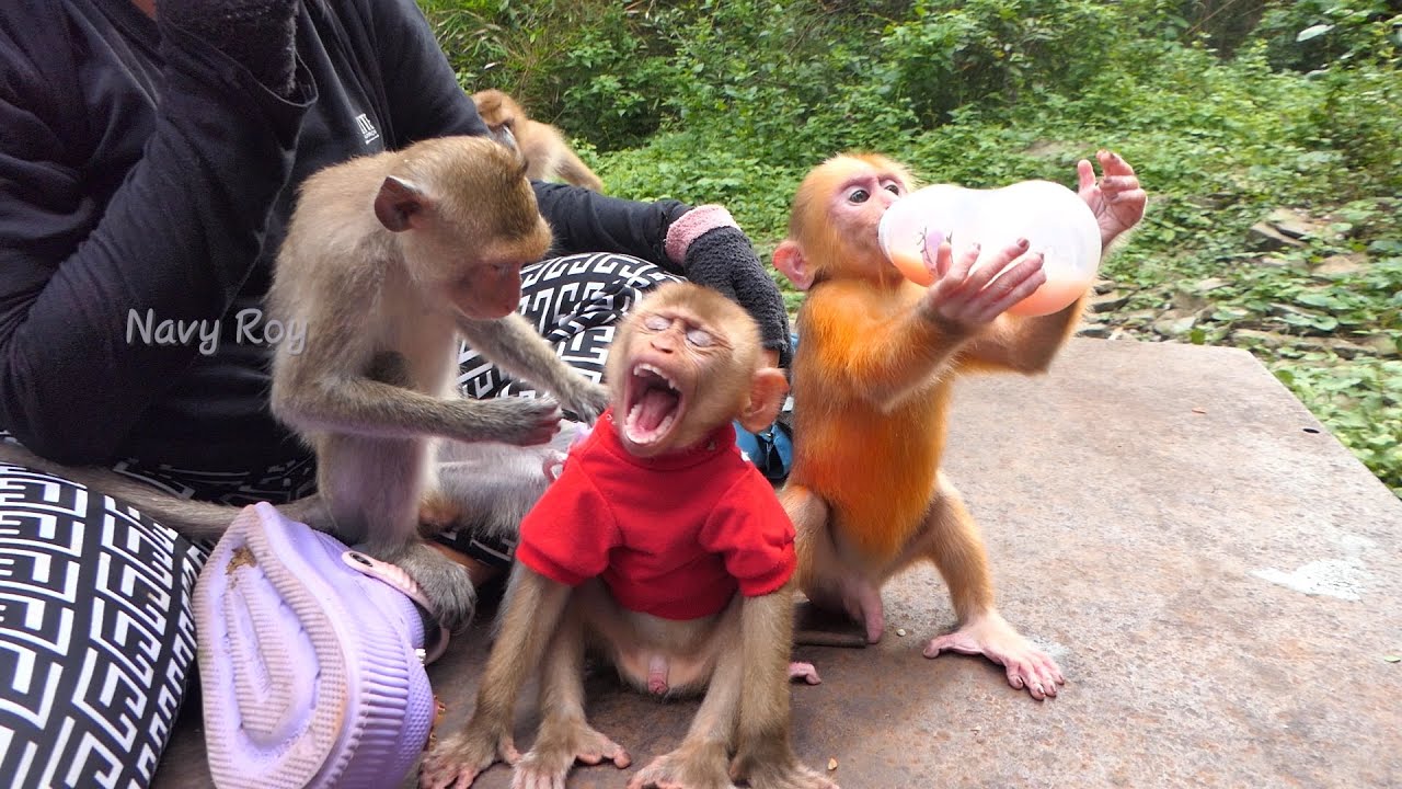 New abandoned baby monkey need someone pay attention - YouTube