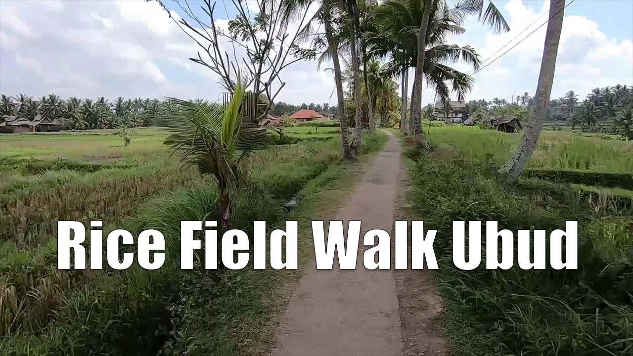 Rice Field Walk Ubud Bali - YouTube