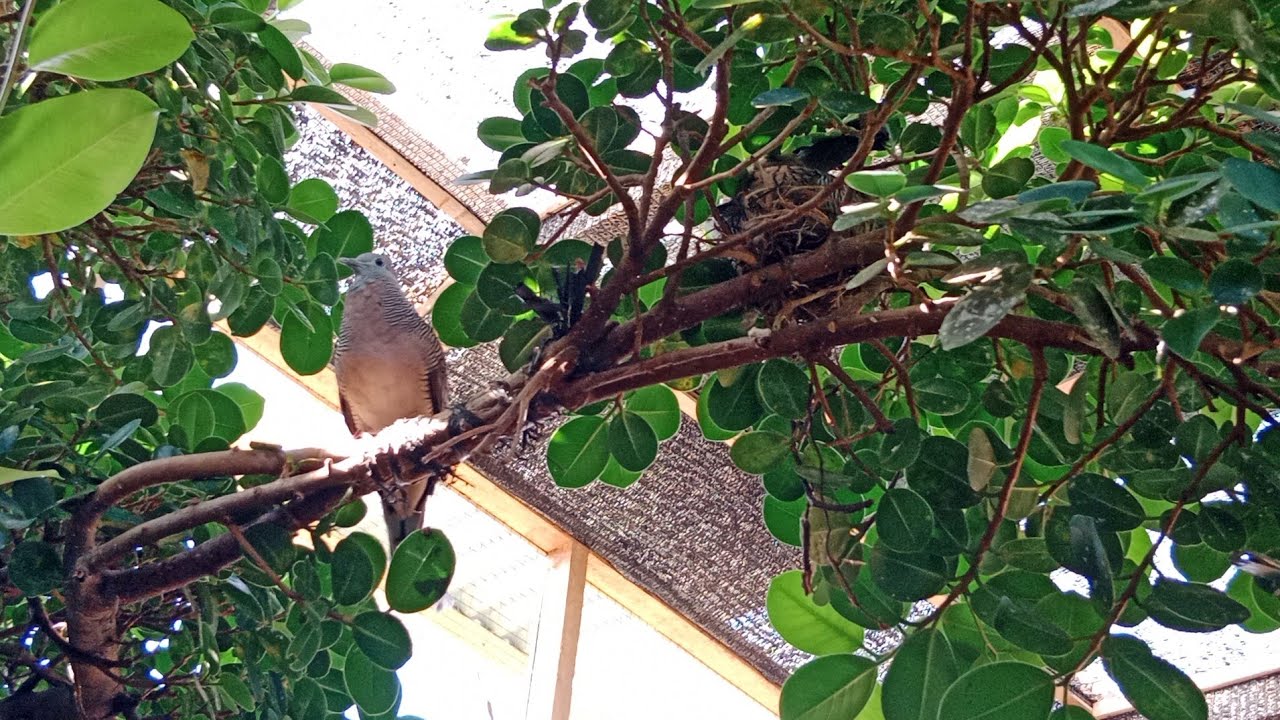 Menonton aktifitas perkutut membuat sarang di aviary - YouTube