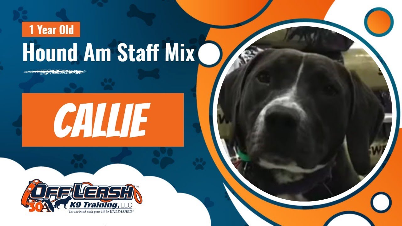 Hound Am Staff Mix, 1 Year, Callie | Best Mixed Breed Trainers | Off ...