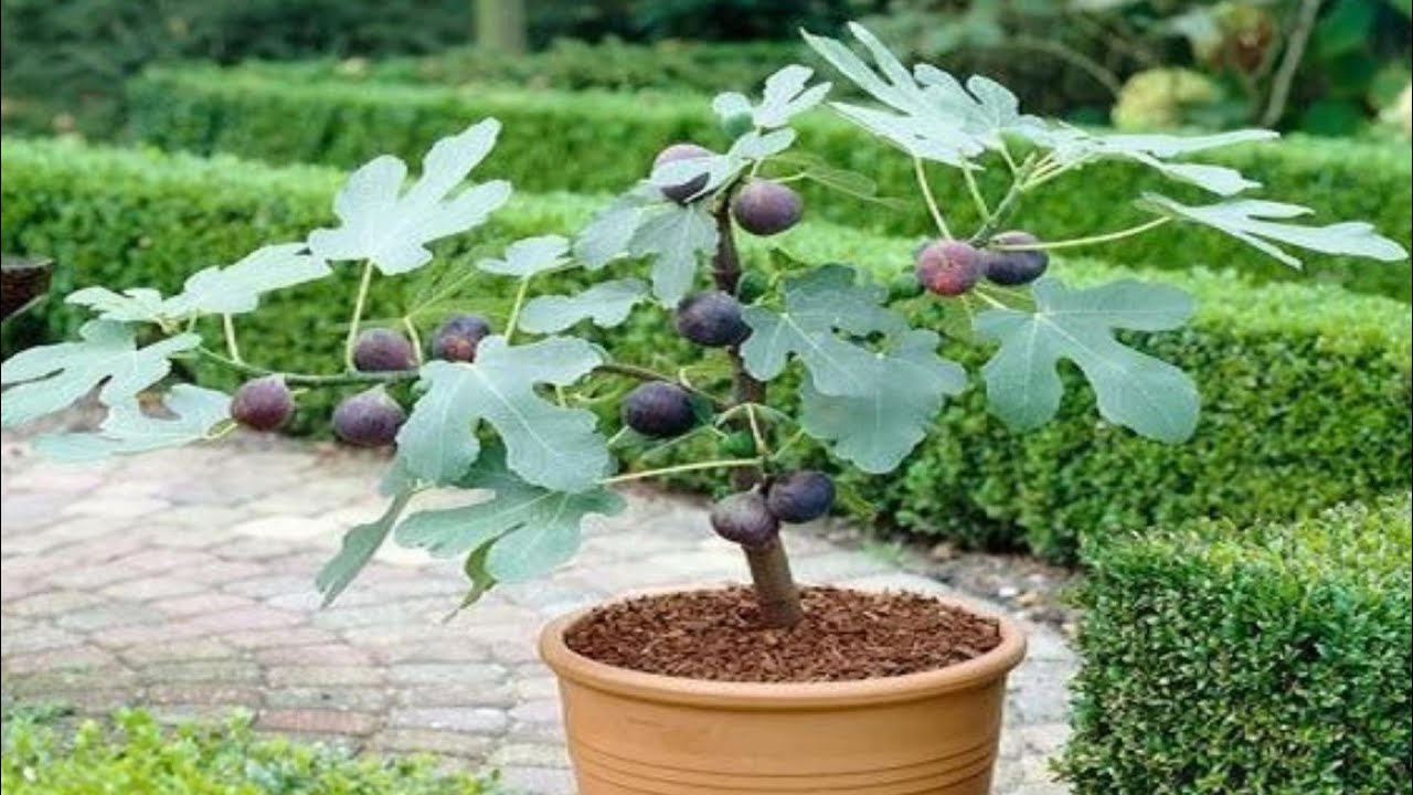 FIG /ANJEER Plants.Special Winter care and it's Fertilizer Tips.. Grow ...