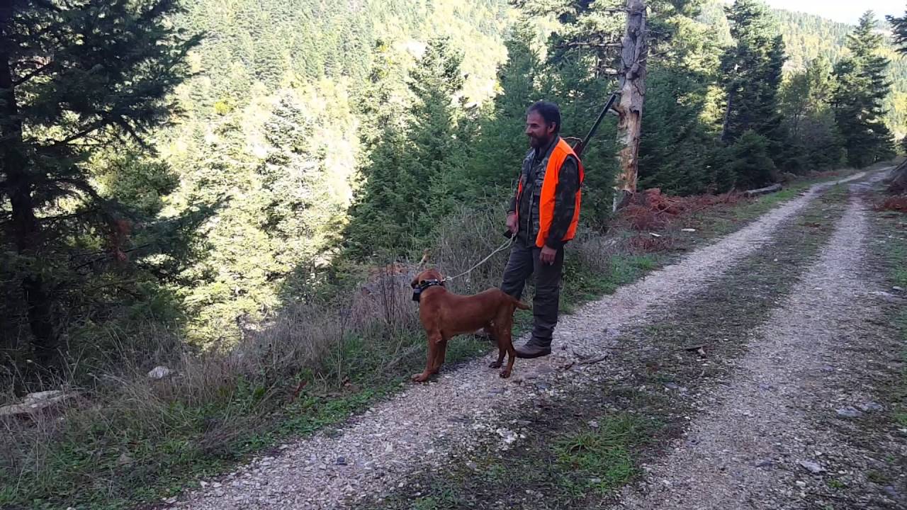Κυνηγι αγριογουρουνο στην Αγία τριάδα ευρυτανιας(1) - YouTube