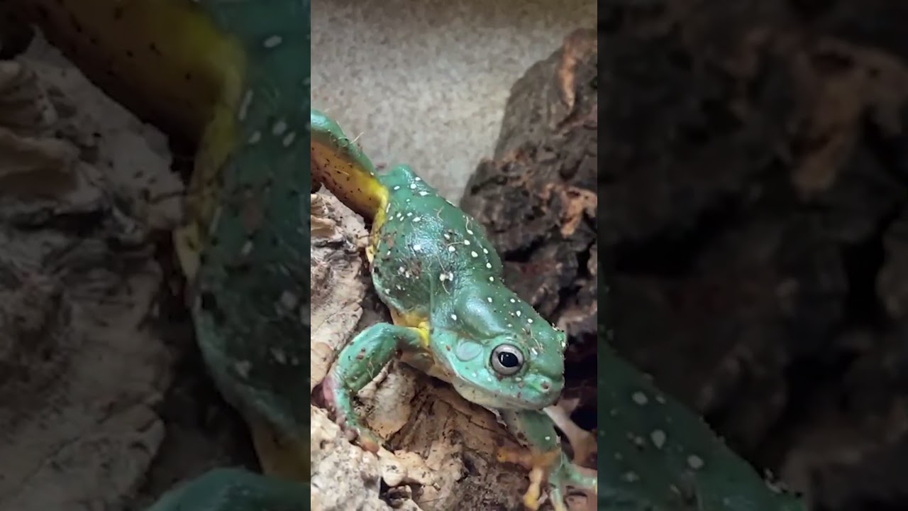 Magnificent Tree Frog Magnificent Tree Frog (Litoria Splendida)