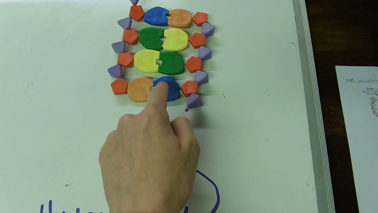 Building a DNA model 4 - YouTube