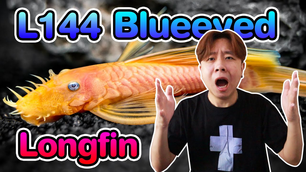 L144 ใกล้จะครบทุกสีแล้วครับทุกคน ตัวนี้สีเหลือง ตาสีฟ้า ต้องมีครบให้ได้ ...