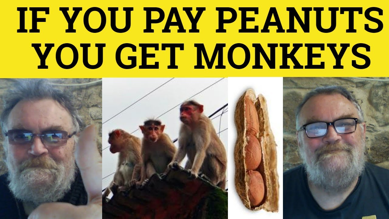 🔵 If You Pay Peanuts You Get Monkeys Meaning - If You Pay Peanuts you ...