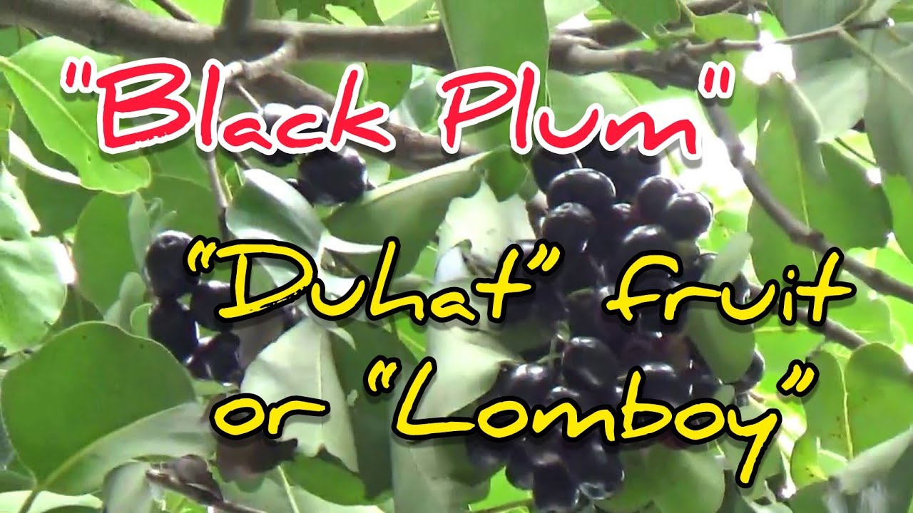 Duhat Fruit