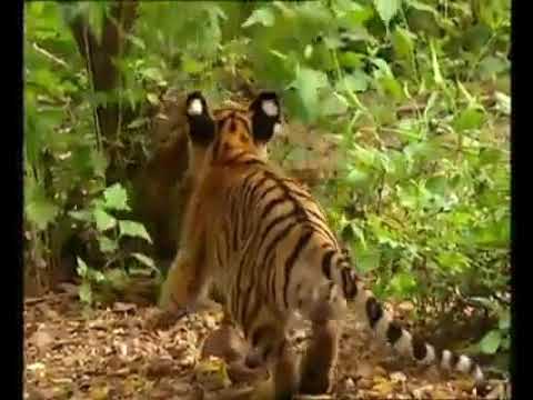 Tiger vs monkey fight || discovery channel || imtiyaz kothariya