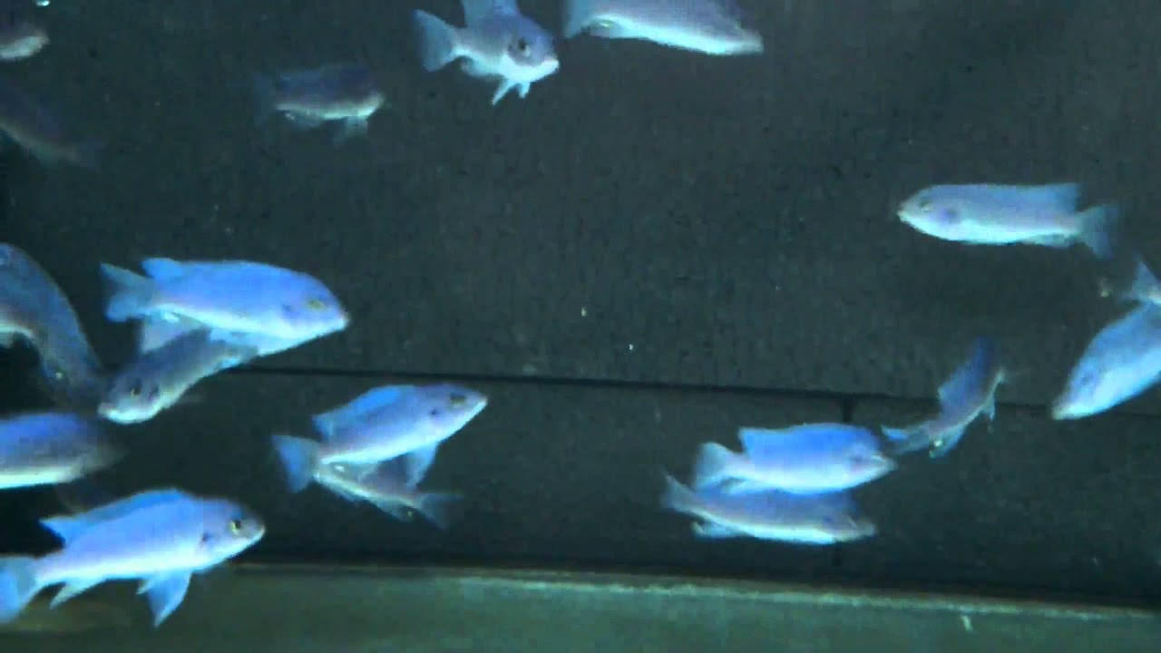 Pseudotropheus zebra cobalt blue - YouTube