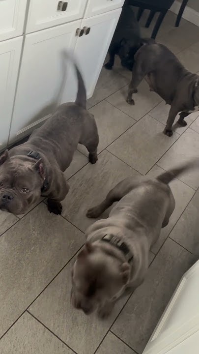 I think they’re ready to go and getting impatient #dogs #youtubeshorts #bullybully #dogshorts ...