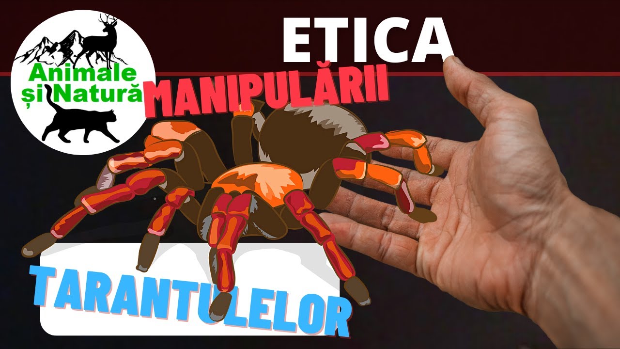 Ar Trebui să Manipulăm Aceste Creaturi Ciudate? - YouTube