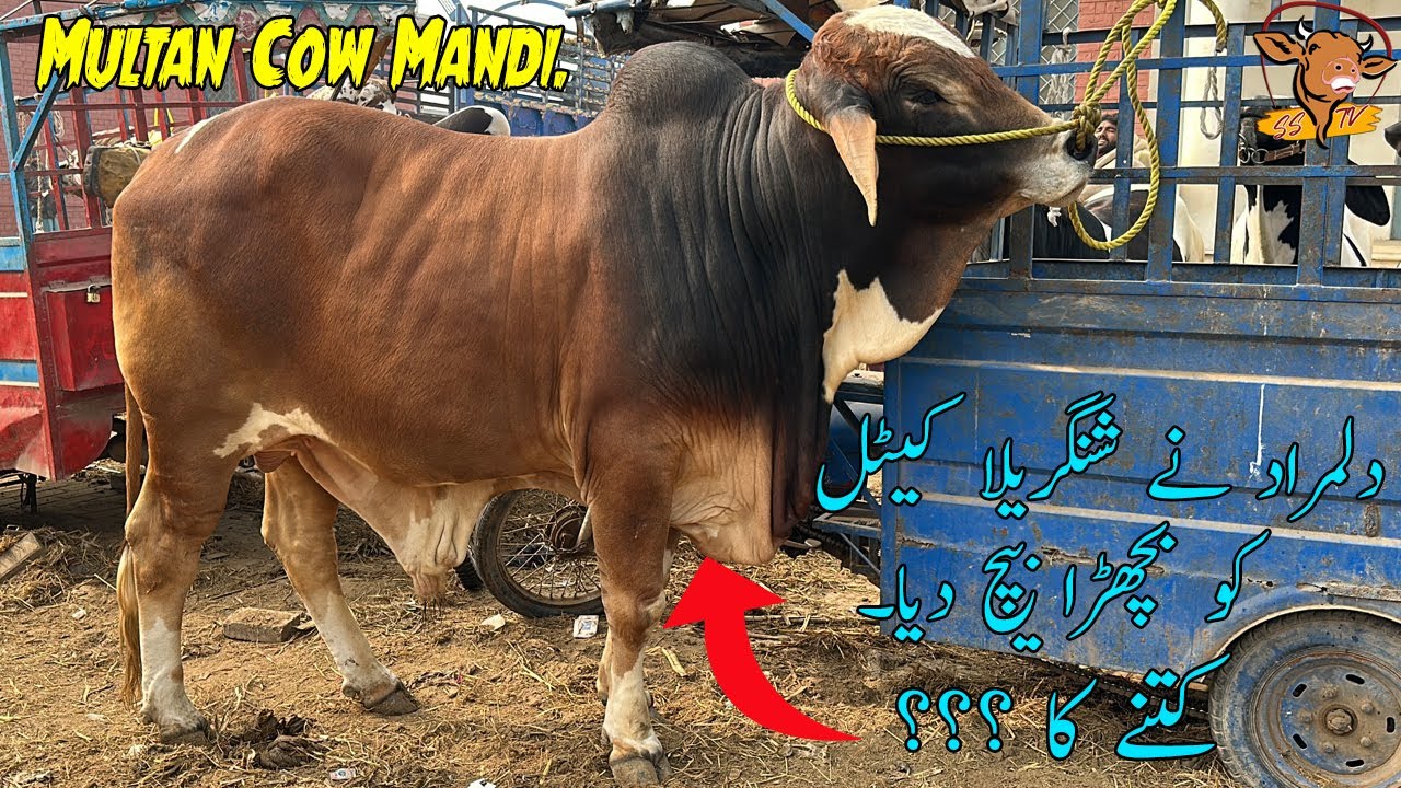 Multan Cow Mandi Rate Update Chotay OR Baray Janwer Kay @SSTvs - YouTube