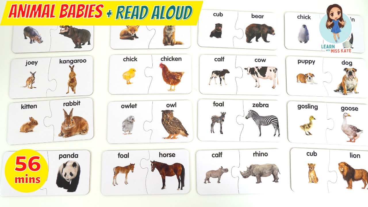 Animal Families for Toddlers | Animal Names | Animals for Toddlers ...