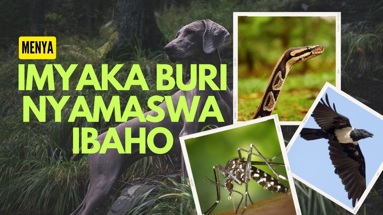 Inyamaswa zibaho igihe kireshya gute? Menya igihe buri nyamaswa imara ...