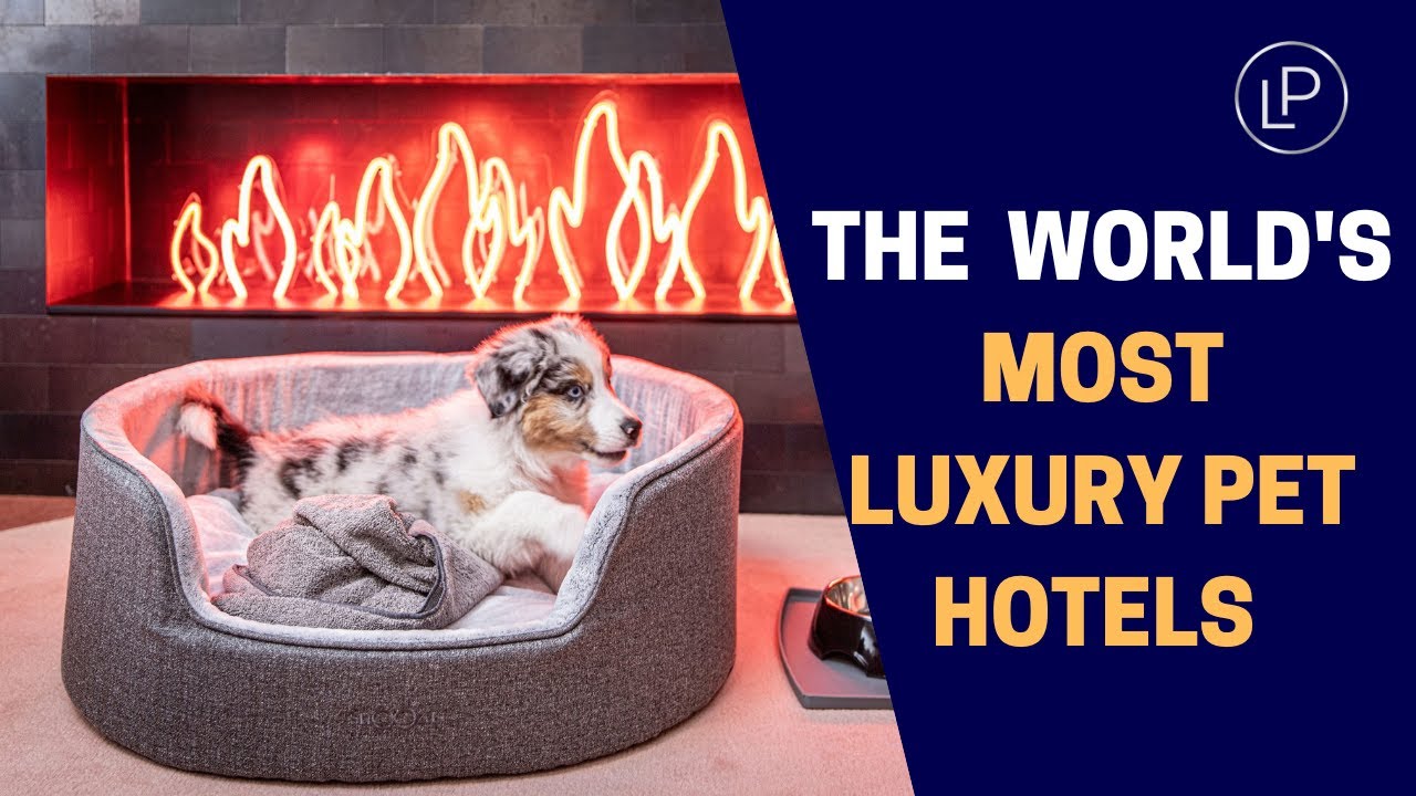 Exclusive Tours of the World’s Pet Hotels || The World's Most Luxury ...