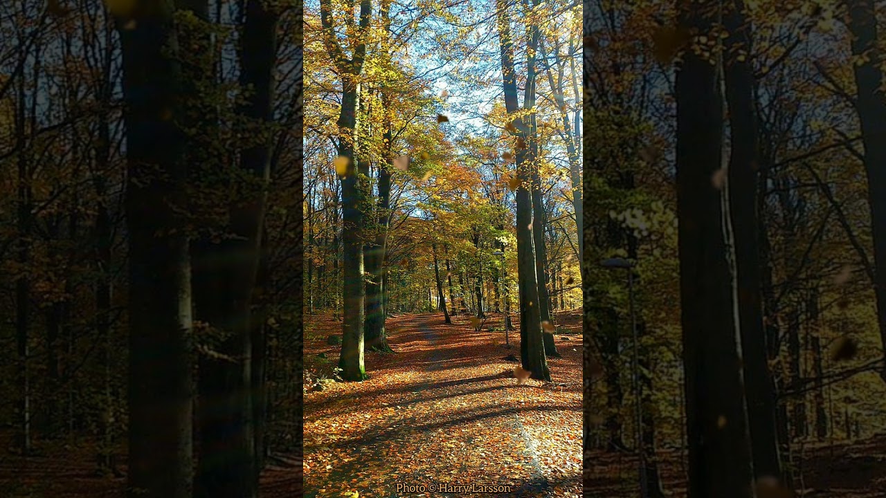 Forest beauty. 🍂 - YouTube