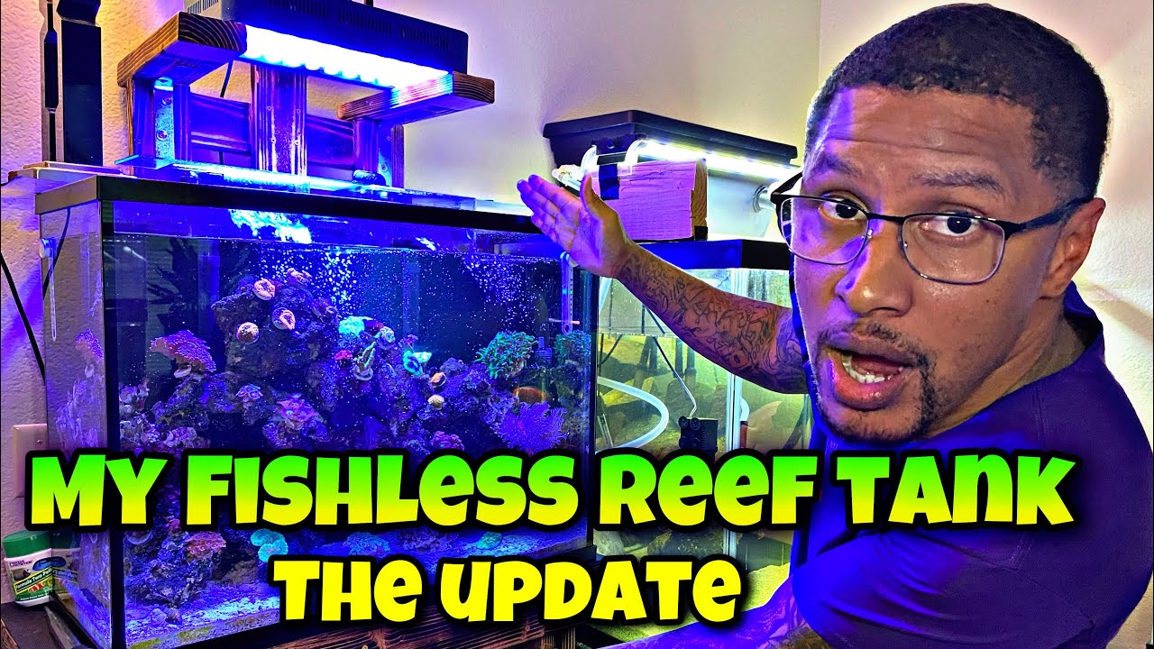 MY FISH-LESS REEF TANK! “The Update” - YouTube