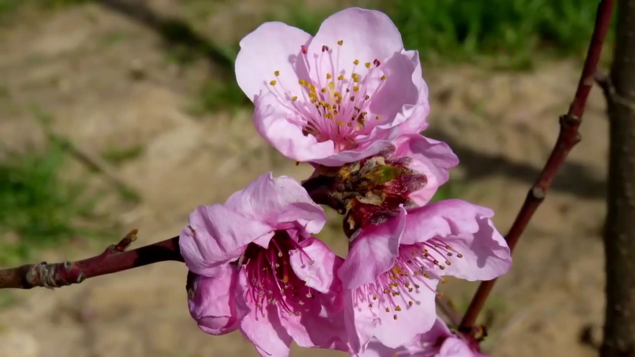 Melocotoneros en flor, la magia de la primavera-2017 - YouTube