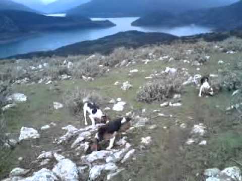 Kunhgi me lagoskila beagle(κυνηγι με λαγοσκυλα μπιγκλ). - YouTube