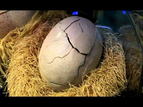 Birth of a Baby Dino The Jurassic Park Discovery Center, Orlando. - YouTube