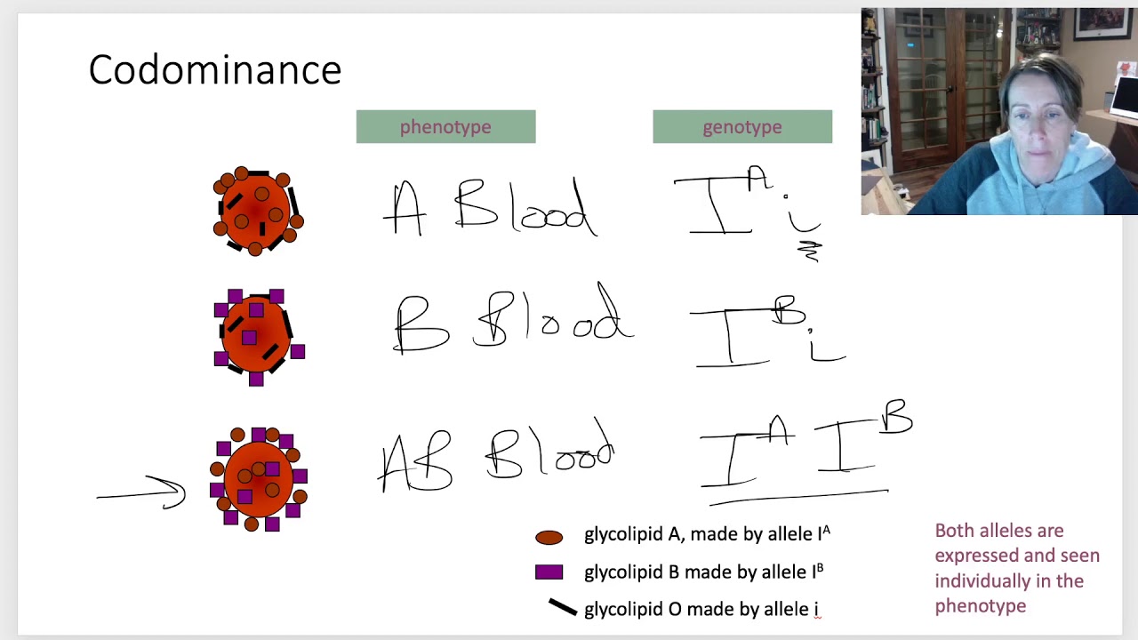 codominance and blood types - YouTube