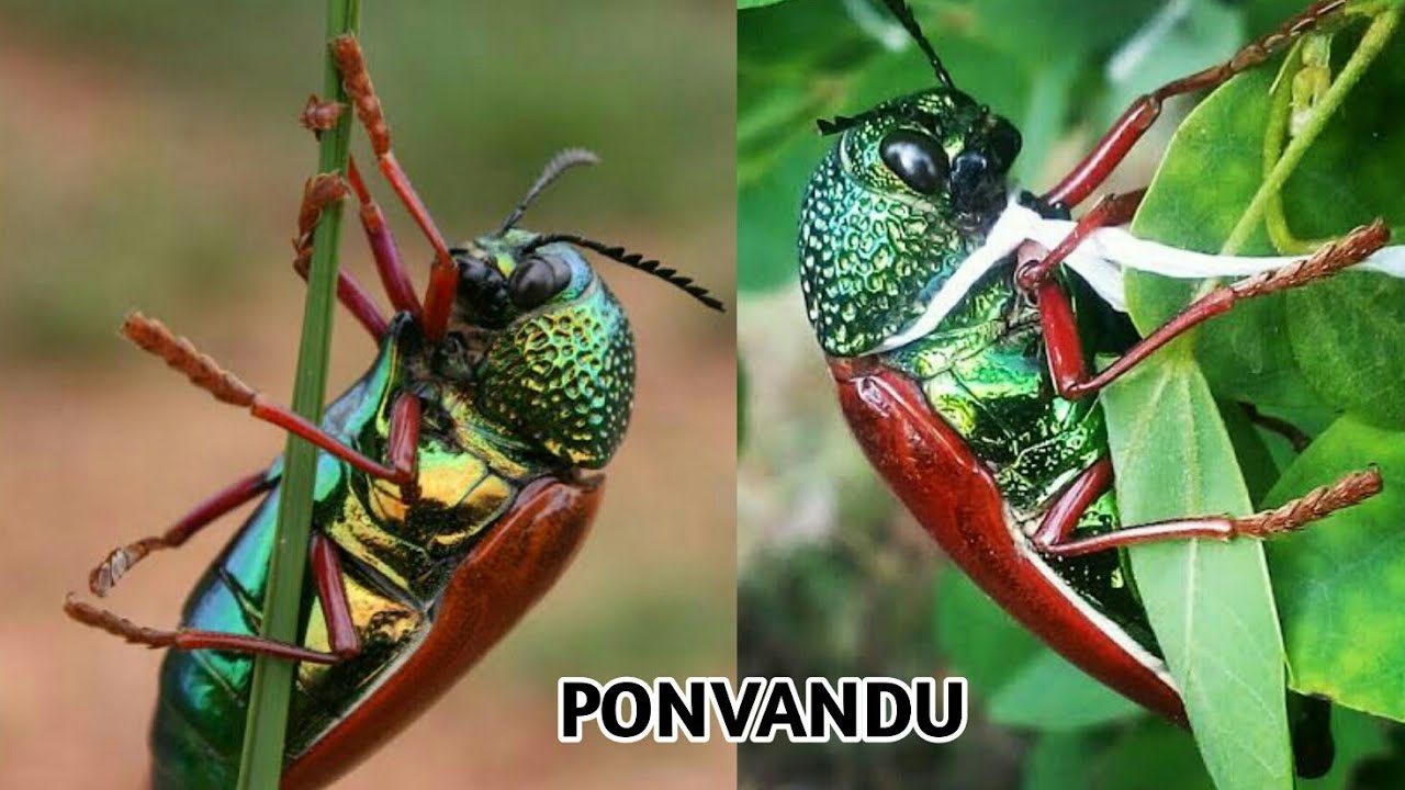 Ponvandu oru poochi - YouTube