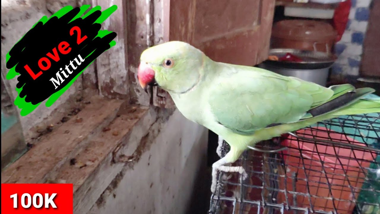Masti Time mittu 💞💞|| very cute Indian ringneck parrot 💕| parrot masti ...
