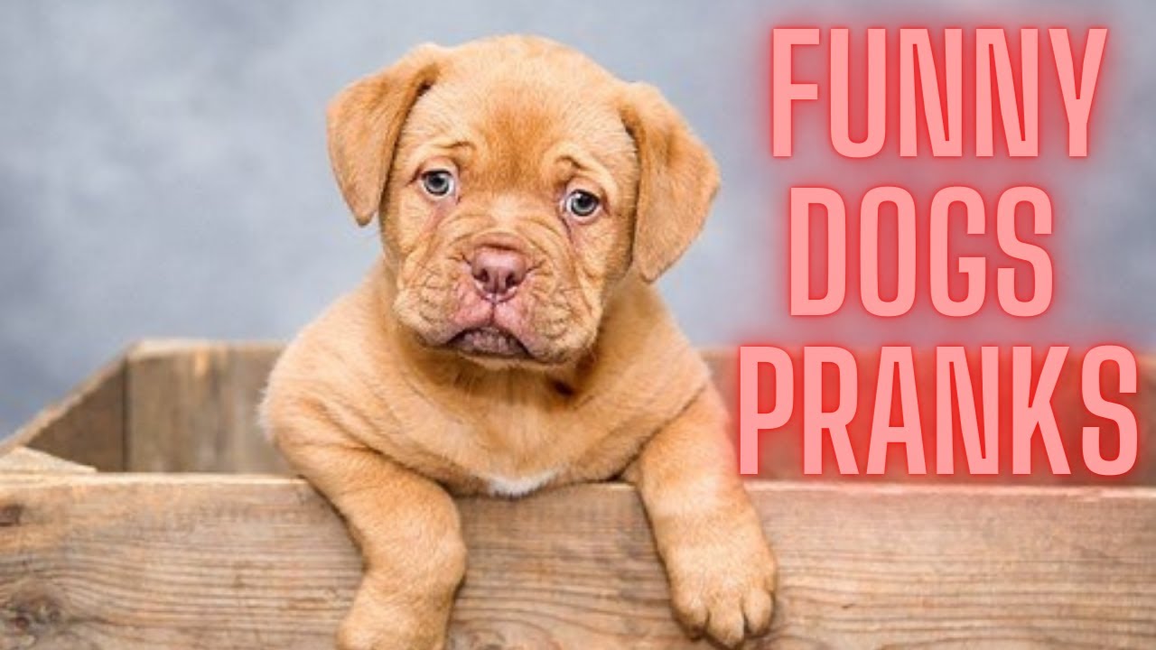 funny dogs pranks| pak funny animals pranks - YouTube