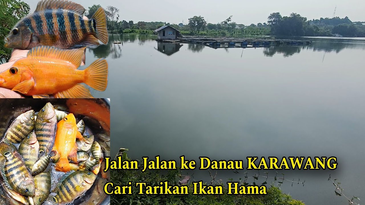 MANCING DI SETU KEDUNGWARU CIAMPEL KARAWANG• Mancing Ikan Hama RED ...