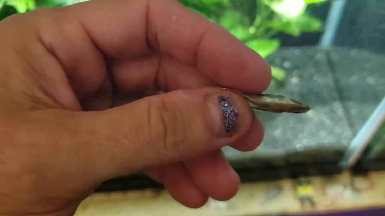 Hatchetfish Will Jump Through Tiny Gaps - YouTube