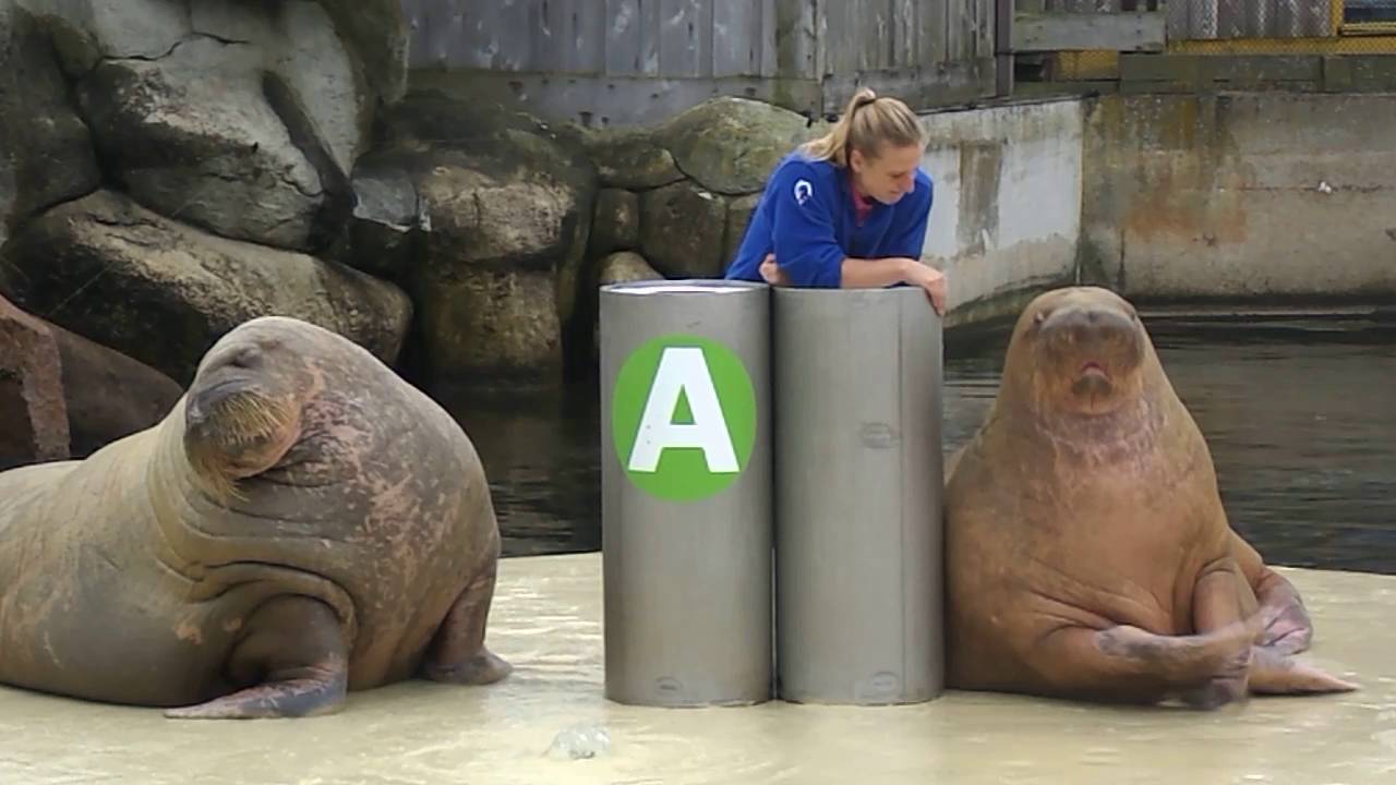 Dolfinarium - Walrus show - YouTube
