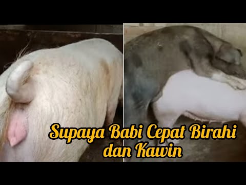 6 CARA MEMBANTU BABI BIRAHI AGAR BABI KAWIN