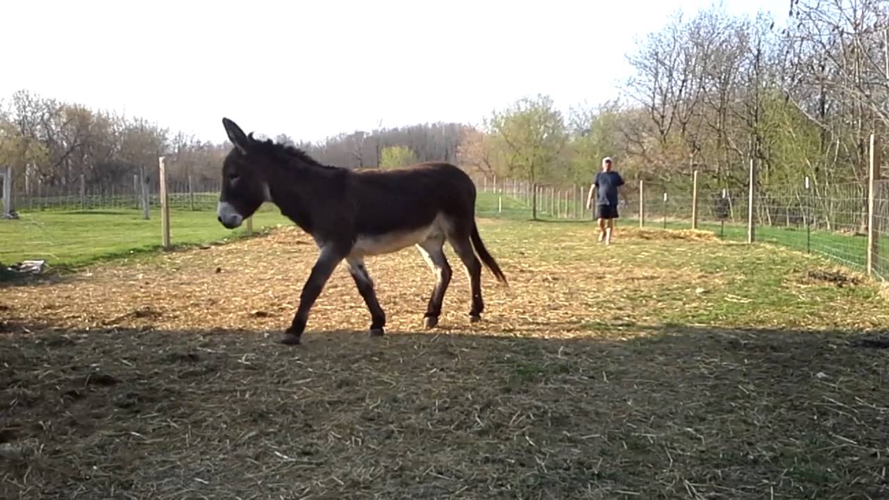 Man vs donkey - YouTube