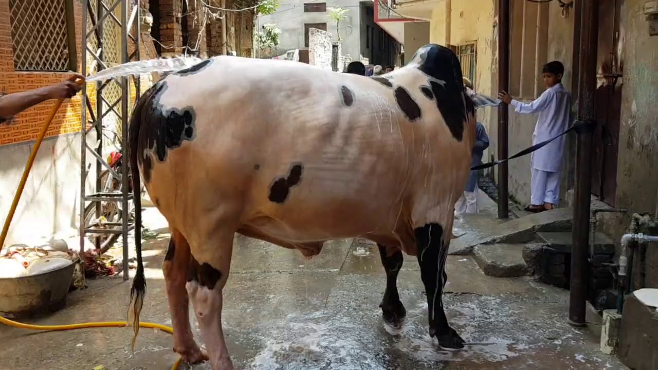 Washing a bull with || shampoo || 2k19 - YouTube