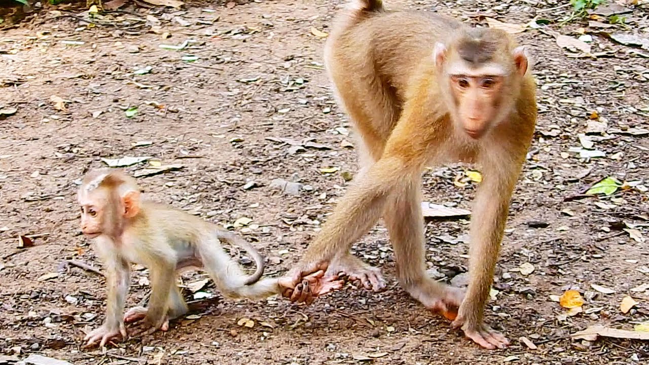 Liza monkey spends happy time with adorable BB Lucy on ground! Liza ...
