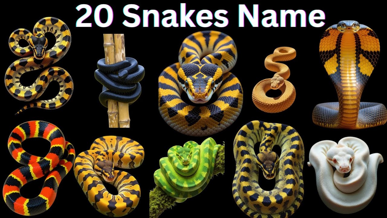 Snake Names for Kids | Learn 20 Types of Snakes in English | Preschool ...
