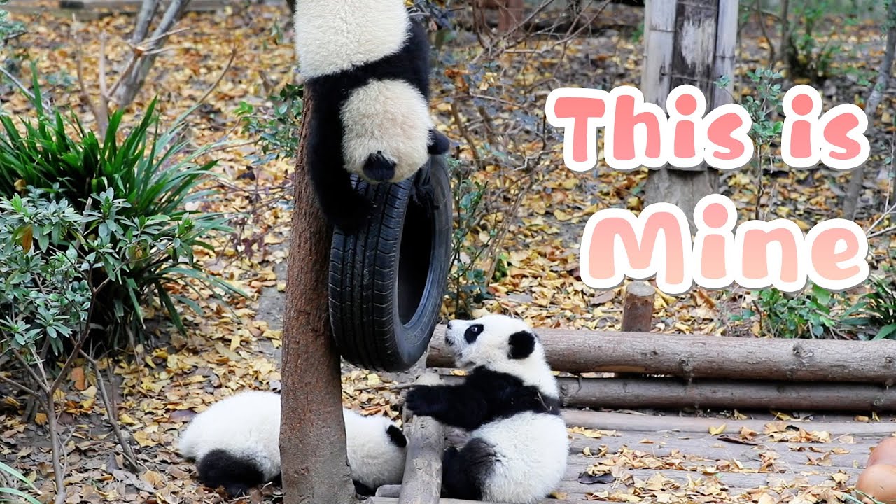 Naughty Panda Babies Fight Over A Toy In The Tree | iPanda - YouTube
