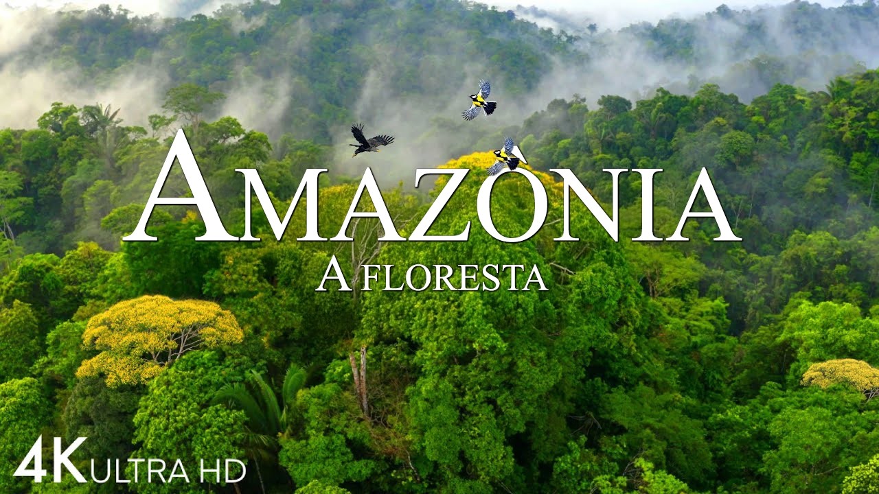 AMAZÔNIA 4k | A Maior Floresta Tropical do Mundo | Sons da Selva ...