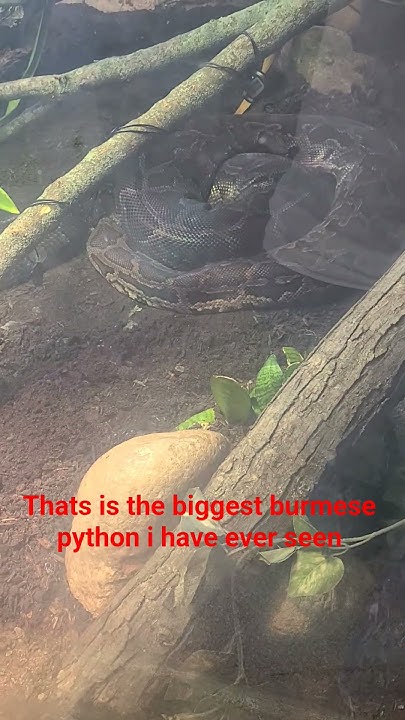 That's a very large burmese python!!! #burmesepython #snake #python # ...